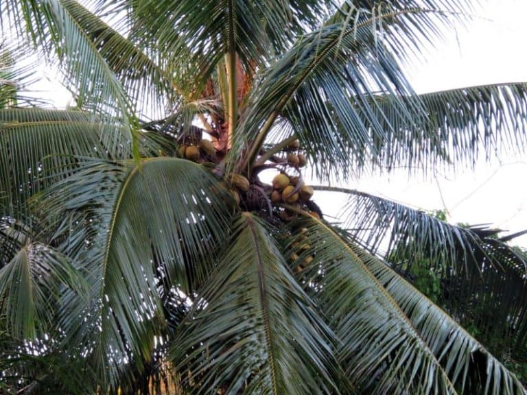 30 Types of Florida Palm Trees (Includes Native & Small)