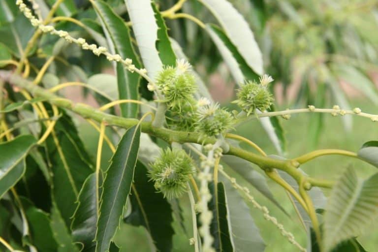 6 USDA Zone 4 Nut Trees (Reliable Options for Cold Climates)