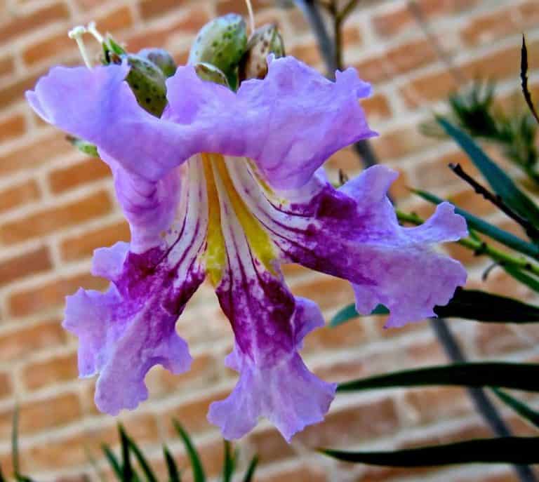 6 Stunning Purple Trees in Florida (not Just the Jacaranda)