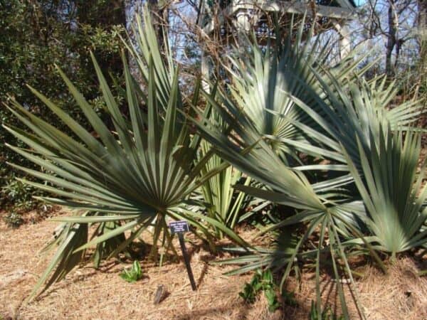 30 Types of Florida Palm Trees (Includes Native & Small)