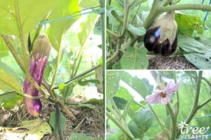 USDA Zone 6: Where is it? What to Plant? Tips to Success