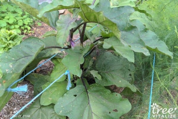 USDA Zone 10: Where is it? What to Plant? Tips to Success