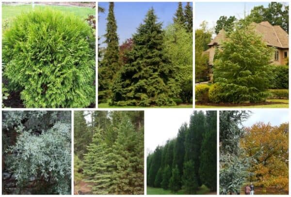 8 Excellent Evergreen Trees That Will Thrive in USDA Zone 7