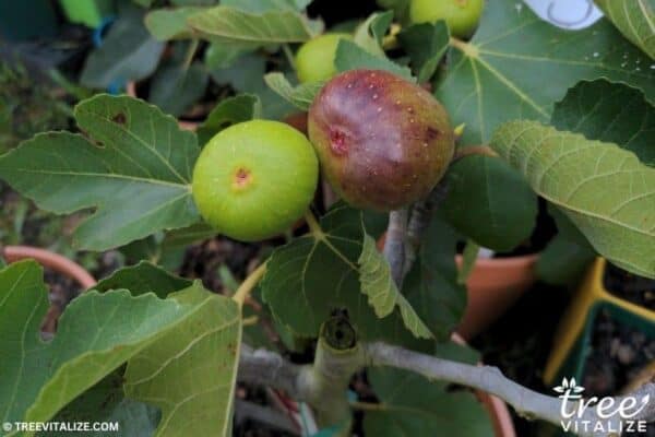 10 Delicious Fruit Trees in Virginia to Consider Planting