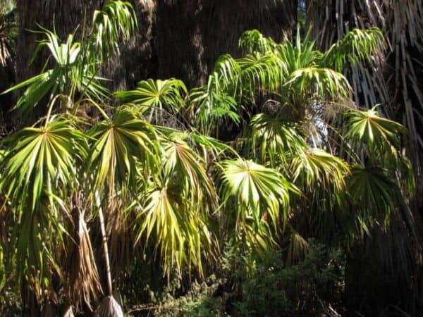 30 Types of Florida Palm Trees (Includes Native & Small)