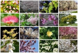16 Stunning USDA Zone 6 Ornamental Flowering Trees