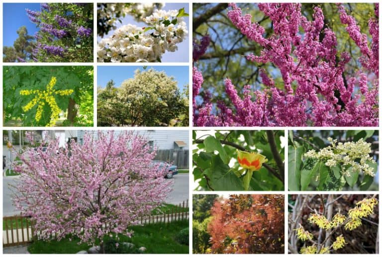 20 Full-Sized & Small Ornamental Flowering Trees for Zone 7