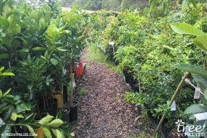 USDA Zone 9: Where is it? What to Plant? Tips to Success