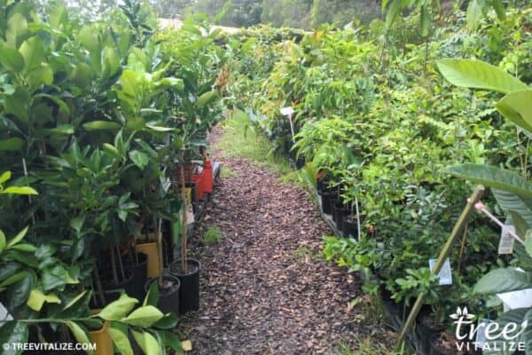 USDA Zone 9: Where is it? What to Plant? Tips to Success