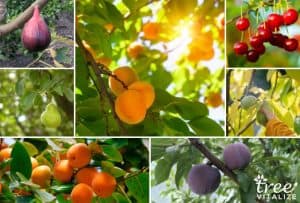 27 Best Trees to Plant in Indiana - Common & Native Varieties