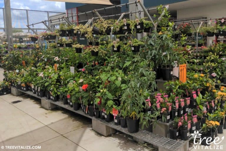 USDA Zone 3: Where is it? What to Plant? Tips to Success