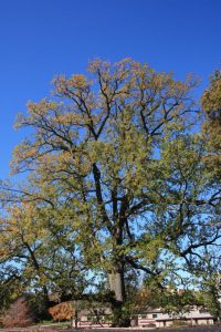12 Most Popular Oak Trees in Tennessee to Plant or Admire