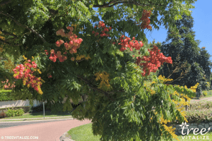 30 Best Flowering Trees in California (Purple, Pink & More)