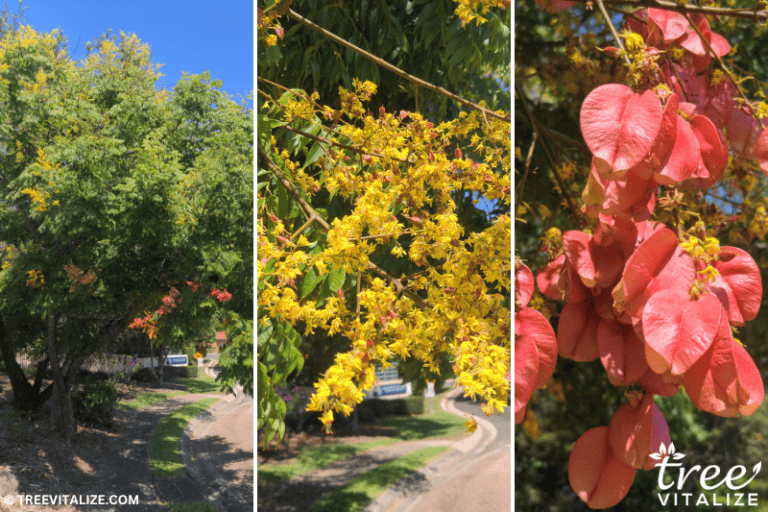 17 Flowering Trees in Wisconsin (Includes White & Purple)