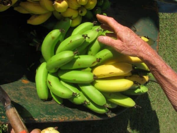 5 Banana Trees That Grow Reliably in Texas Gardens