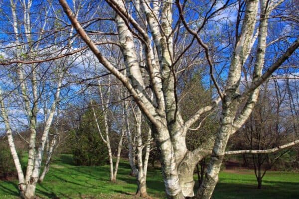 25 Most Common Types of Trees in Tennessee (Including Native)