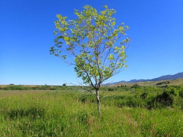 25 Most Common Types of Trees in Tennessee (Including Native)
