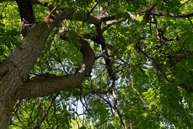 25 Most Common Types of Trees in Tennessee (Including Native)
