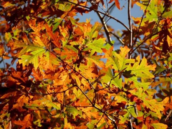 12 Most Popular Oak Trees in Tennessee to Plant or Admire