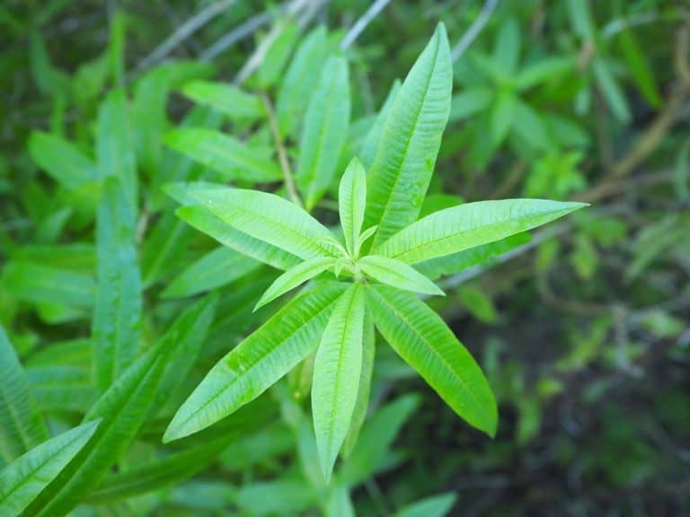USDA Zone 11: Where is it? What to Plant? Tips to Success
