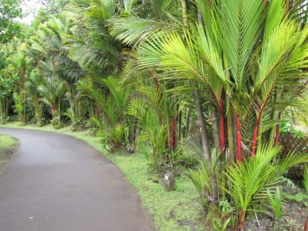 30 Types of Florida Palm Trees (Includes Native & Small)