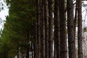25 Most Common Types of Trees in Tennessee (Including Native)