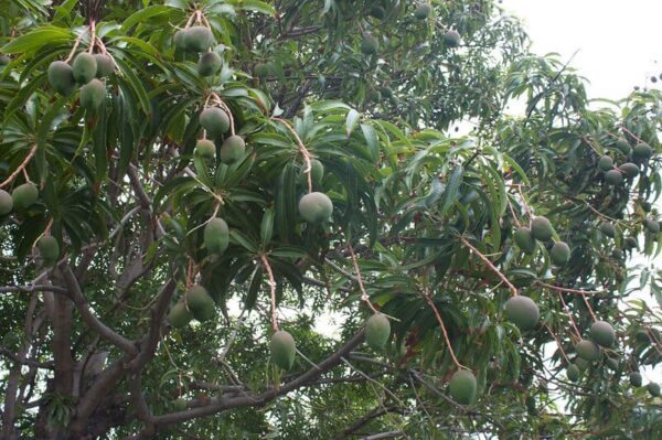 USDA Zone 11: Where is it? What to Plant? Tips to Success