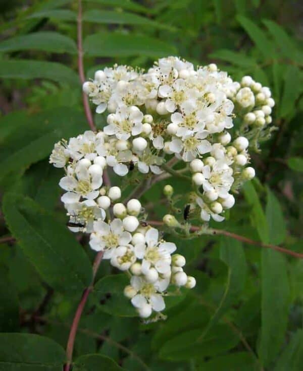 20 Stunning Flowering Trees to Grow in Tennessee