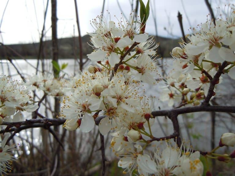 6 USDA Zone 4 Plum Tree Varieties For Reliable Harvests