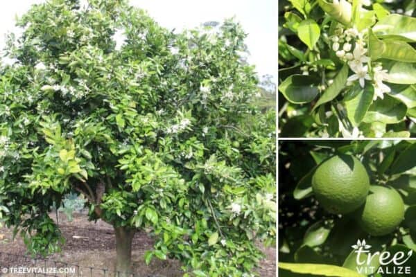 8 Best Varieties of Orange Trees to Grow in Texas (Delicious)
