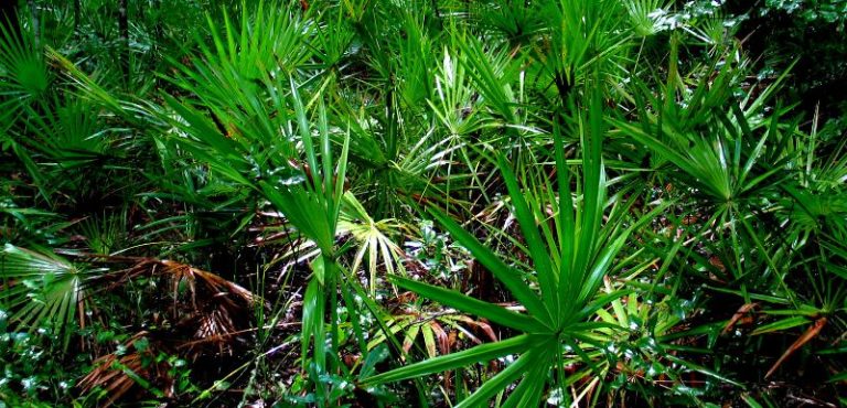 30 Types of Florida Palm Trees (Includes Native & Small)