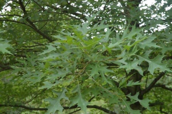 12 Most Popular Oak Trees in Tennessee to Plant or Admire