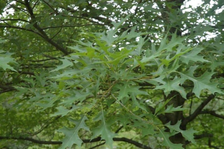 12 Most Popular Oak Trees in Tennessee to Plant or Admire