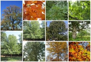 5 Maple Trees That Will Thrive in Tennessee