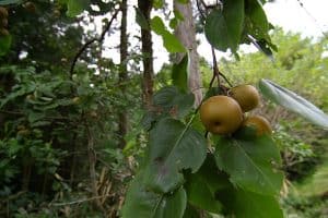 7 USDA Zone 4 Pear Trees (Hardy Varieties to Grow Today)