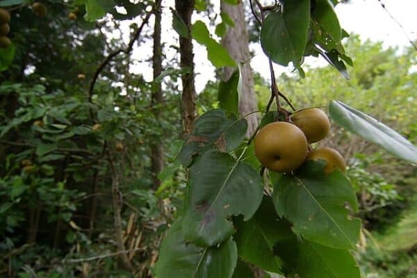 7 USDA Zone 4 Pear Trees (Hardy Varieties to Grow Today)