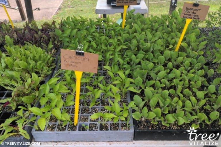 USDA Zone 10: Where is it? What to Plant? Tips to Success