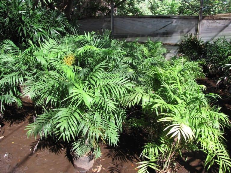30 Types of Florida Palm Trees (Includes Native & Small)