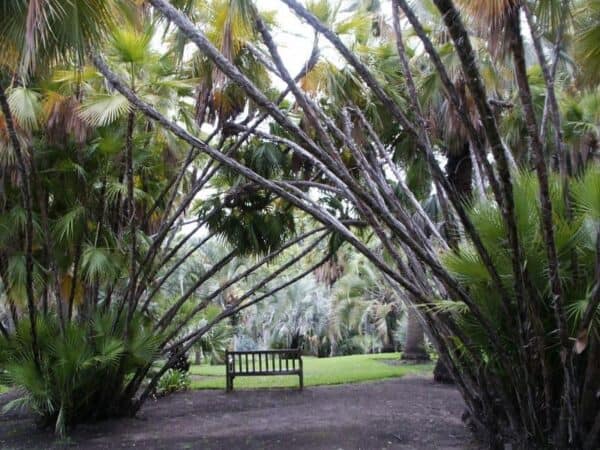 30 Types of Florida Palm Trees (Includes Native & Small)