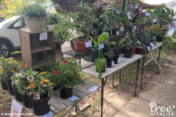 USDA Zone 6: Where is it? What to Plant? Tips to Success