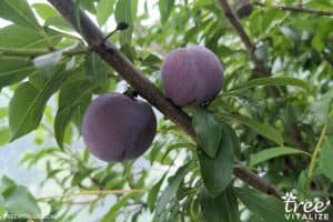 16 USDA Zone 5 Fruit Trees (Including Dwarf Varieties)