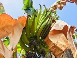 5 Banana Trees That Grow Reliably in Texas Gardens