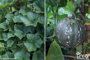 USDA Zone 9: Where is it? What to Plant? Tips to Success