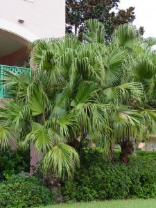 30 Types of Florida Palm Trees (Includes Native & Small)