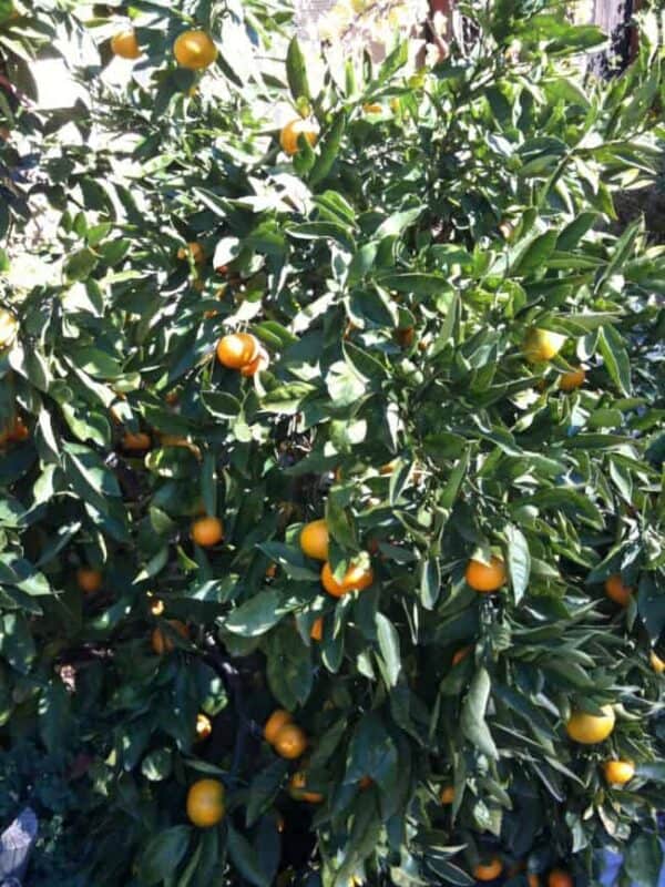 8 Best Varieties of Orange Trees to Grow in Texas (Delicious)