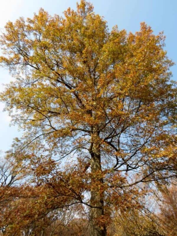 12 Most Popular Oak Trees in Tennessee to Plant or Admire