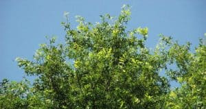 25 Most Common Types of Trees in Tennessee (Including Native)