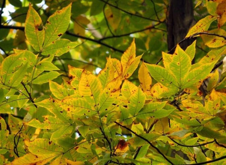 12 Different Types of Hickory Trees & Identifying Features