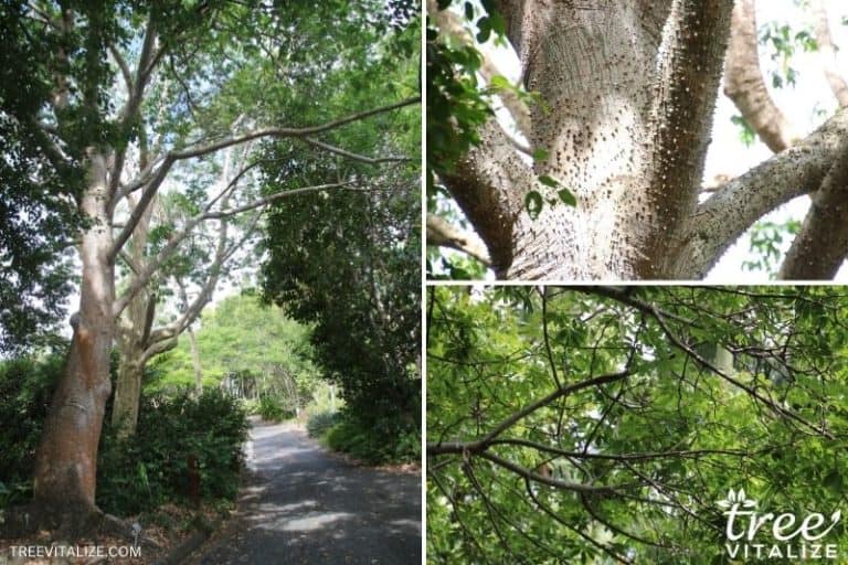 6 Stunning Purple Trees in Florida (not Just the Jacaranda)