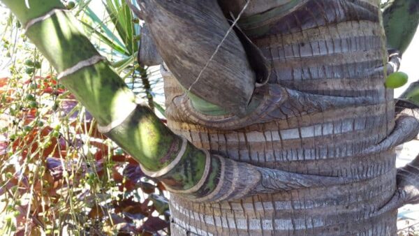 30 Types of Florida Palm Trees (Includes Native & Small)